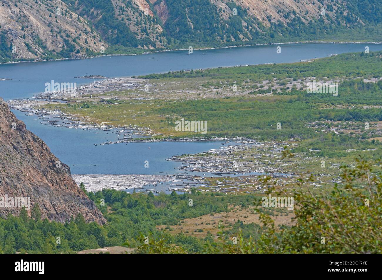Logs Floating After Volcanic Devastation in Spirit Lake in Mt St Helens ...
