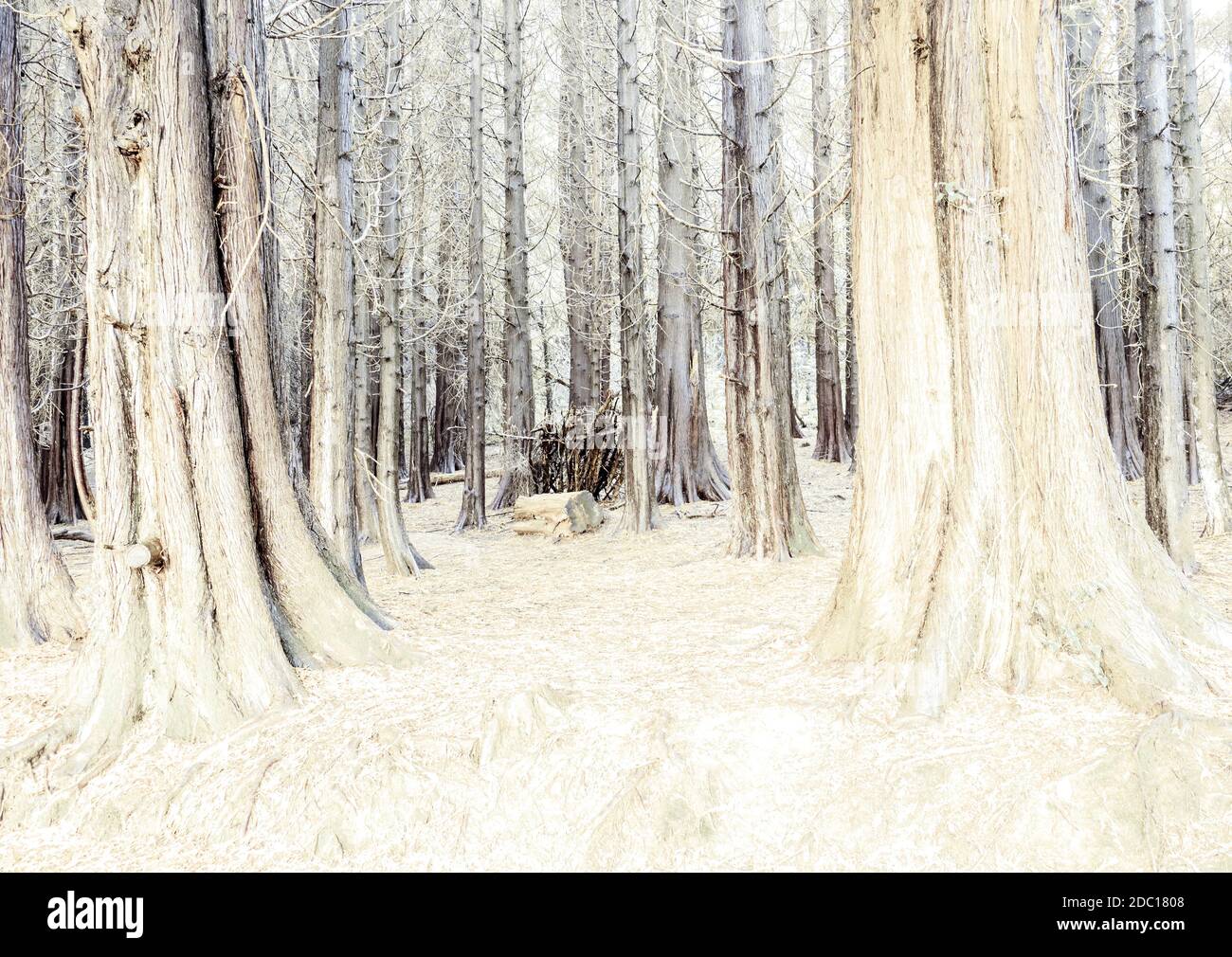 Pinewood detail hi-res stock photography and images - Alamy