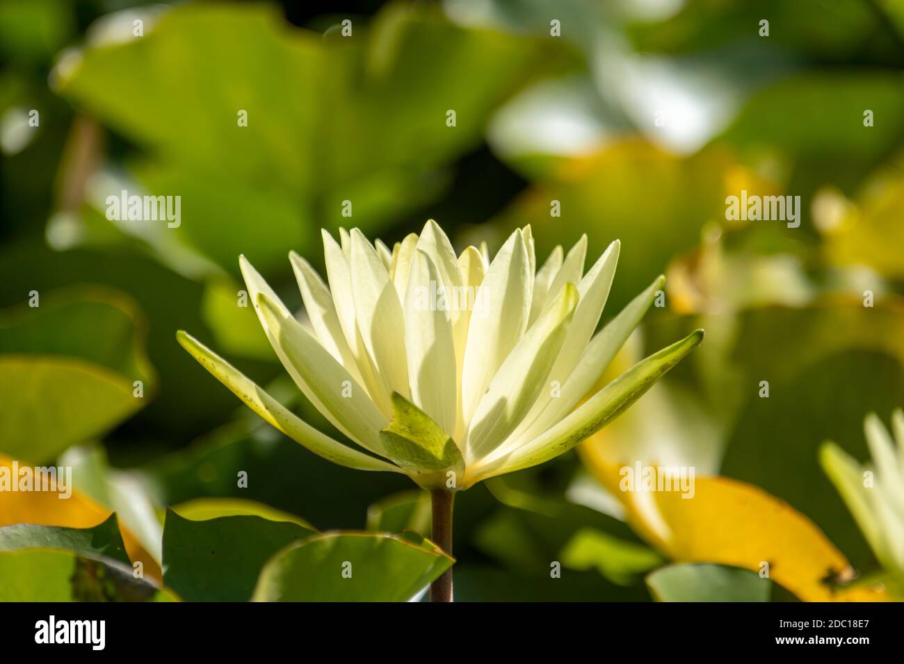 Single water lily with a green leaf floating on water with copy space ...