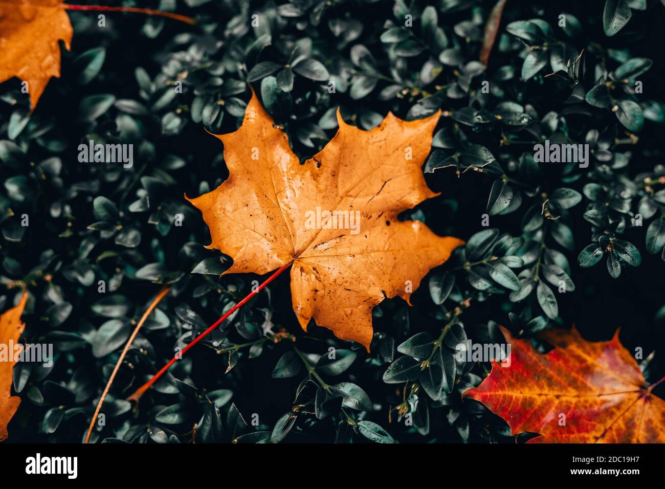 Golden autumn leaf hi-res stock photography and images - Alamy