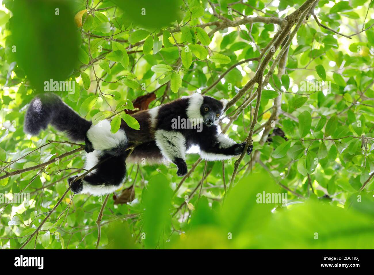 Black-and-white ruffed lemur (Varecia variegata subcincta) in natural ...