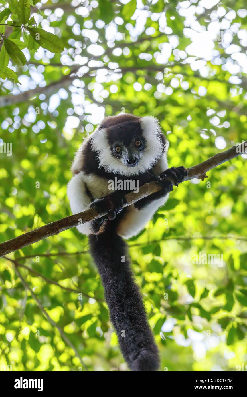 Black-and-white ruffed lemur (Varecia variegata subcincta) in natural ...