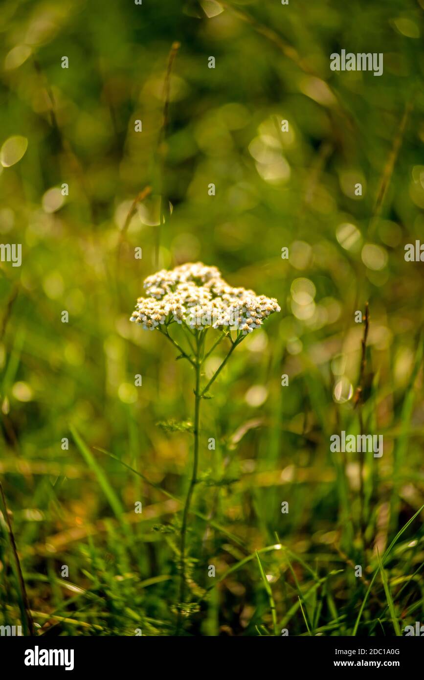 common yarrow, medicinal herb in a meadow in Germany Stock Photo - Alamy