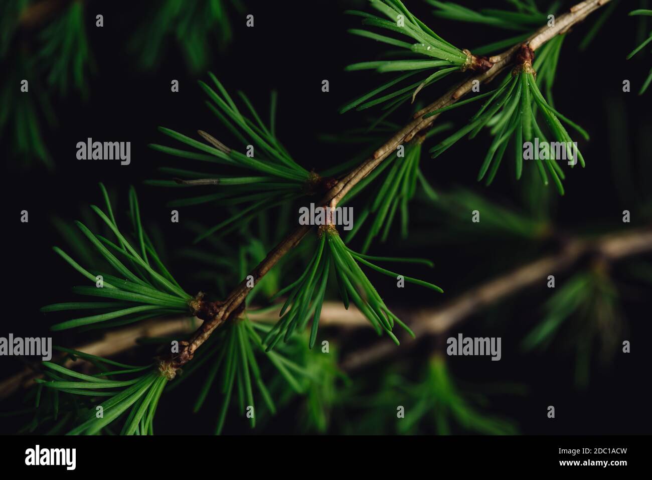 Spring larch hi-res stock photography and images - Alamy