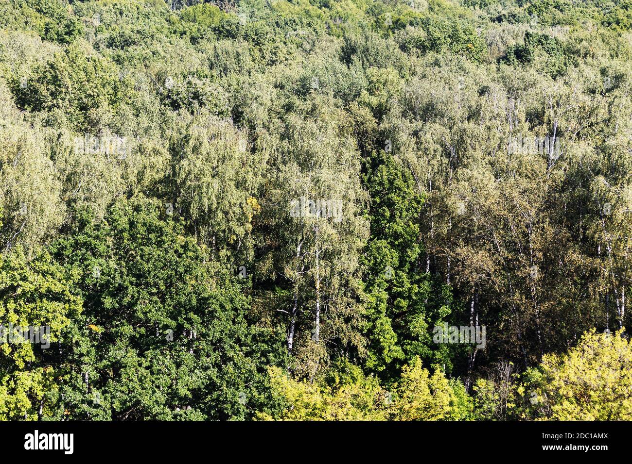 above view of green dense forest on sunny September day Stock Photo - Alamy