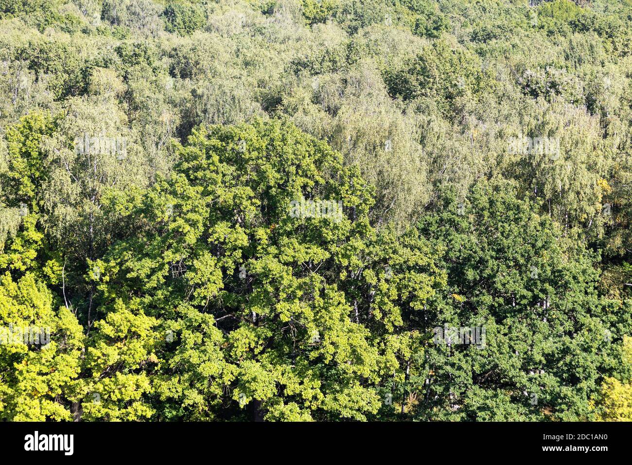 above view of oak tree in green dense forest on sunny September day ...