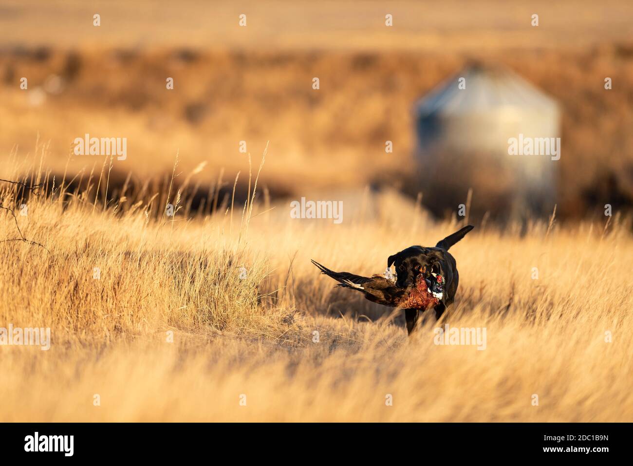 Labrador with pheasant hi-res stock photography and images - Alamy