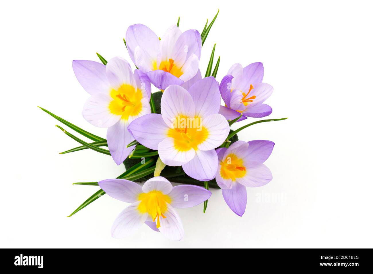 crocus - one of the first spring flowers Stock Photo - Alamy