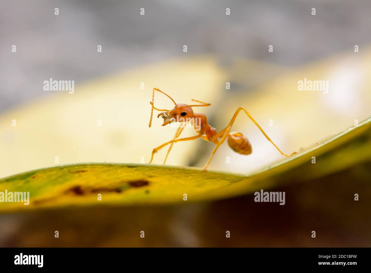 Single red ant alone hi-res stock photography and images - Alamy
