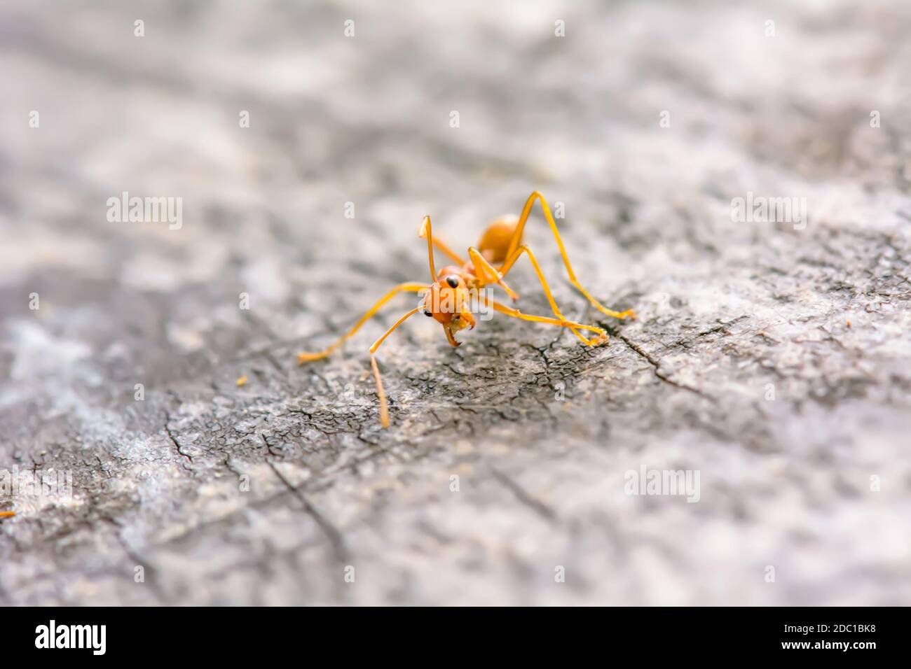 Single red ant alone on the floor Stock Photo - Alamy