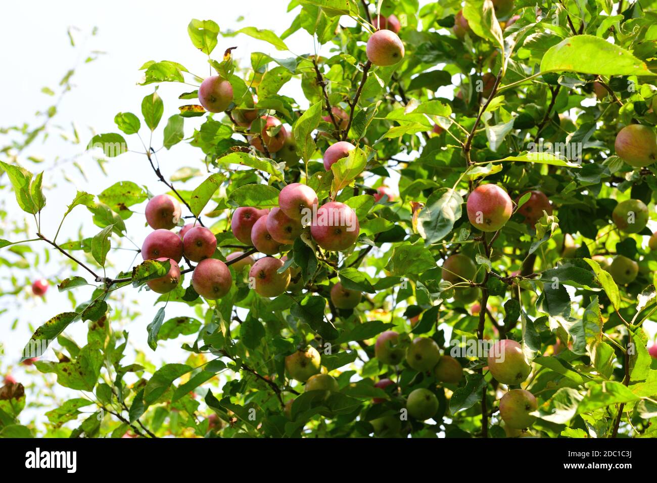 Apple tree in autumn Stock Photo - Alamy