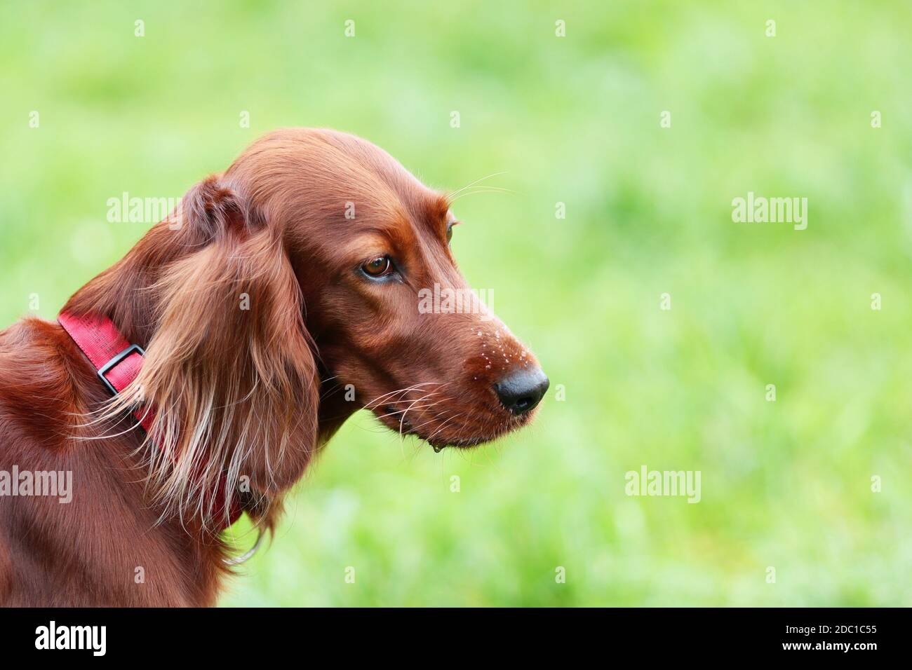 Red setter nose hi-res stock photography and images - Alamy