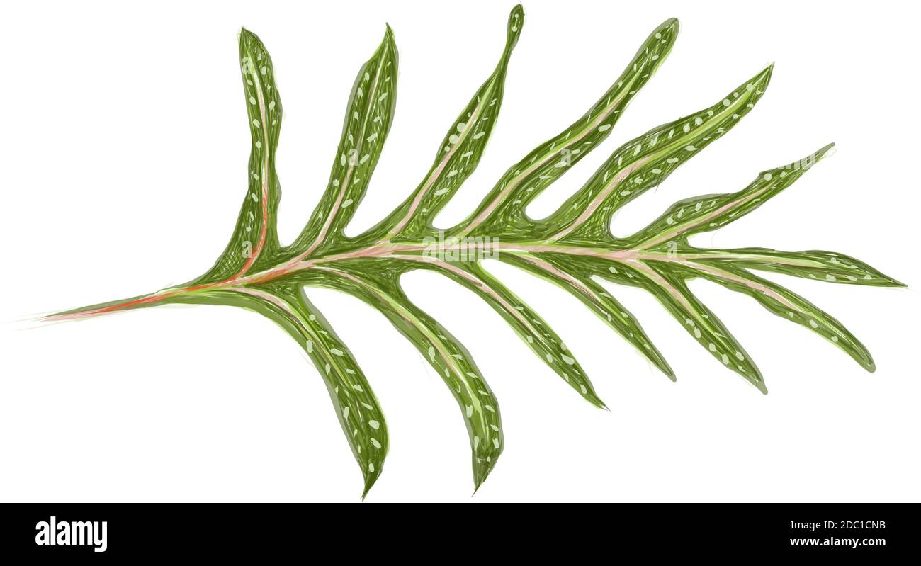 Illustration of Microsorum Scolopendria, Phymatosorus Scolopendria ...