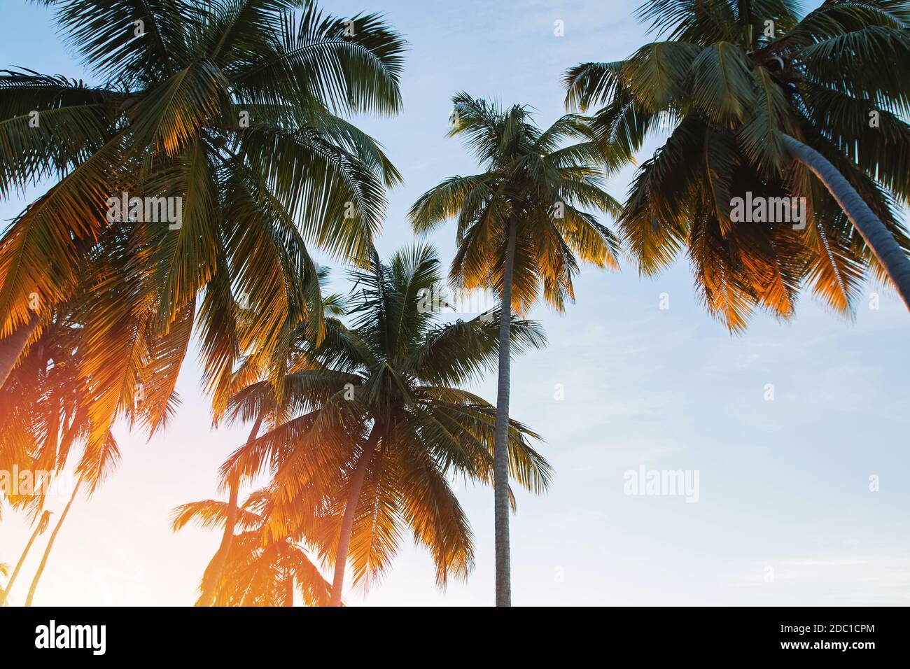 Palm trees backlit by warm sunset sunlight Stock Photo - Alamy