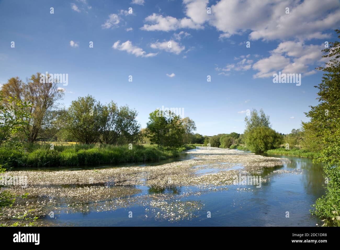 A dense growth of ranunculus weed on the River Wylye near Stapleford in ...