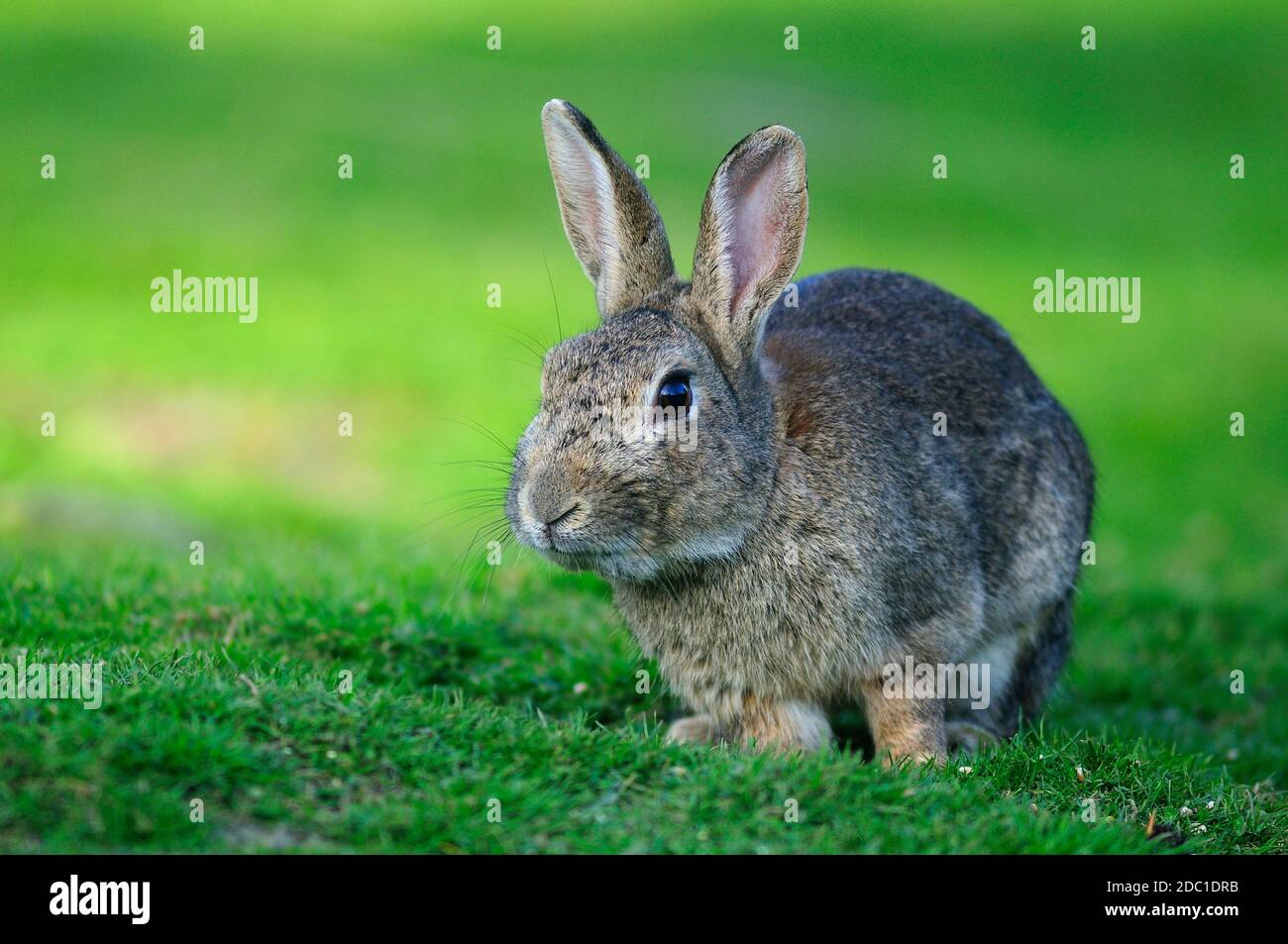RABBIT Oryctolagus cuniculus Stock Photo - Alamy