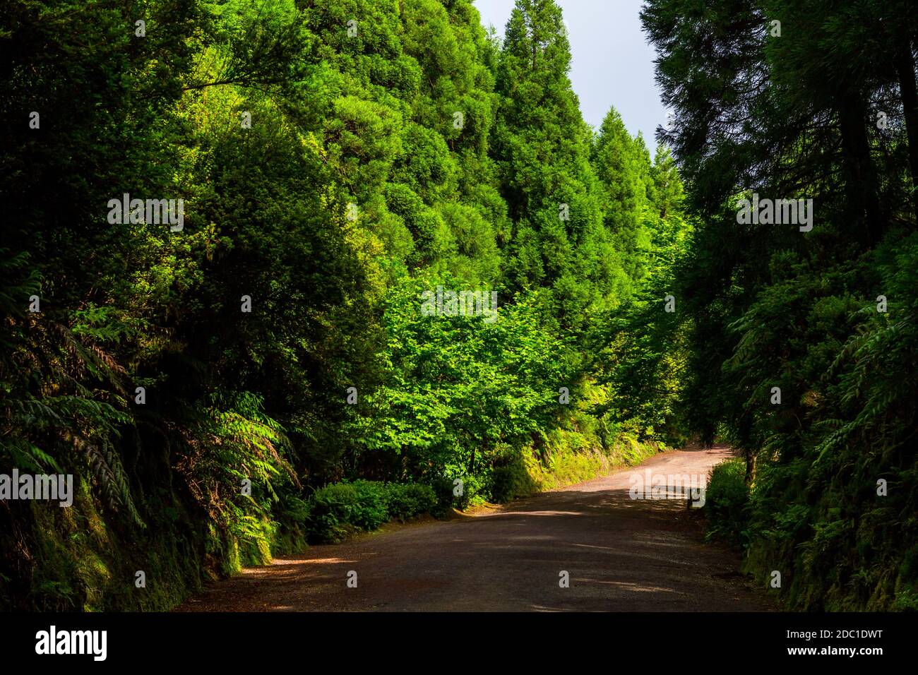 Path in Azorean forest with blue hydrangea flowers and rich green ...