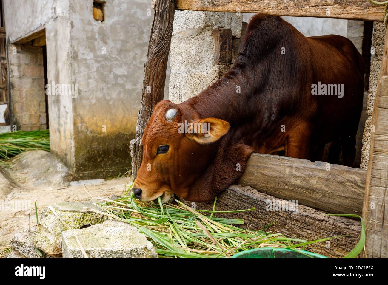 A Cow in the barn in a Village in Vietnam Stock Photo - Alamy