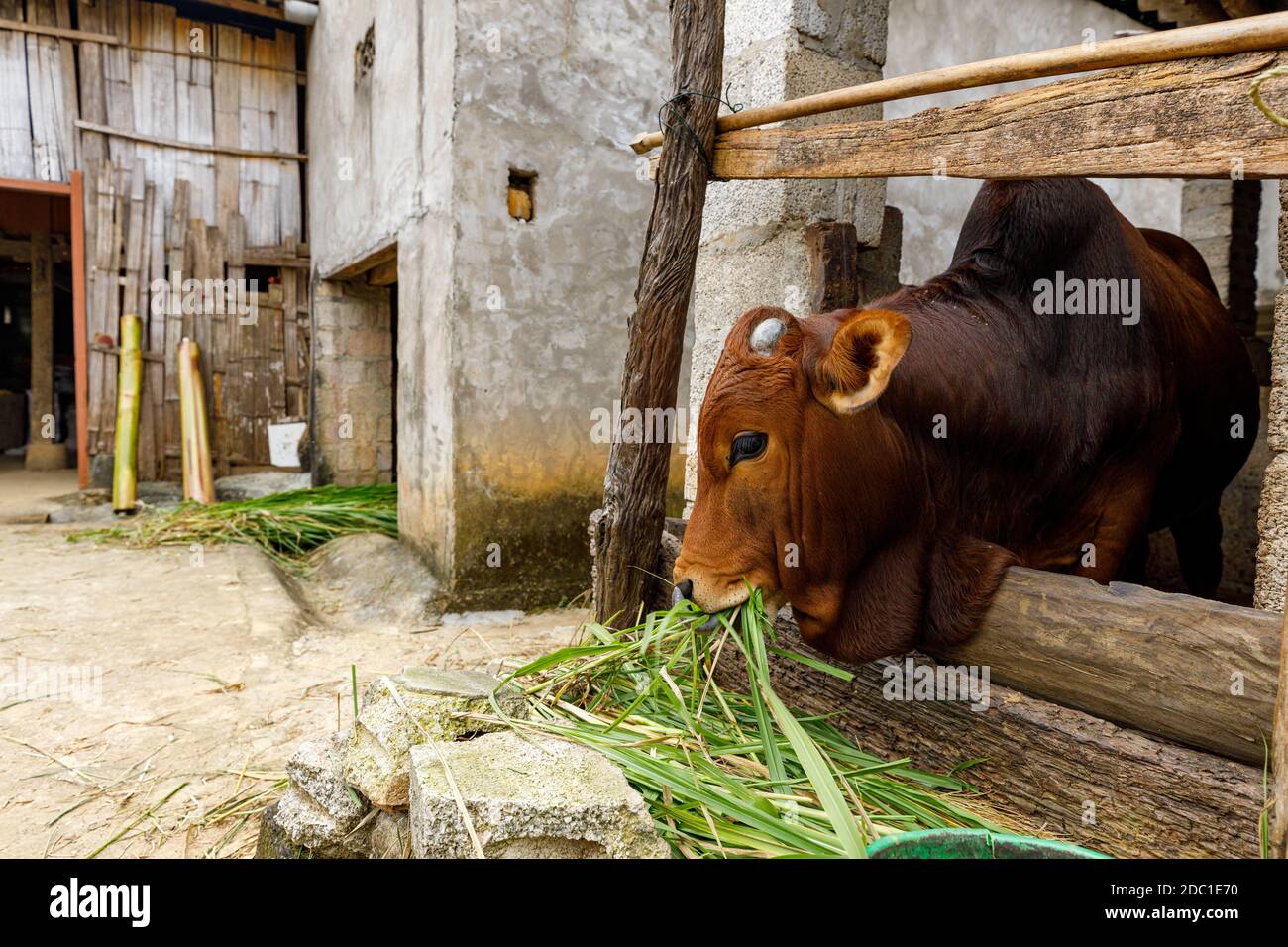 Livestock in vietnam hi-res stock photography and images - Alamy