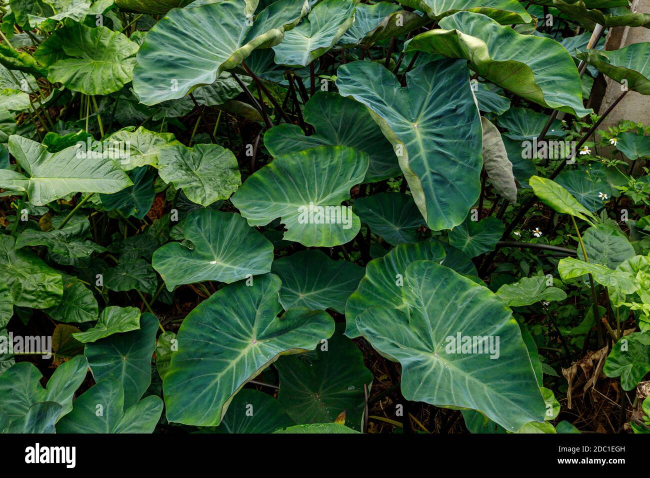 Green leaf growing in a Garden Stock Photo - Alamy