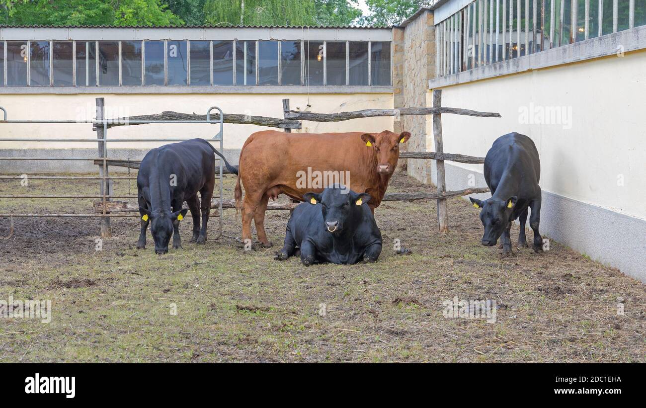 Big Cows at Cattle Farm Outdoor Stock Photo - Alamy