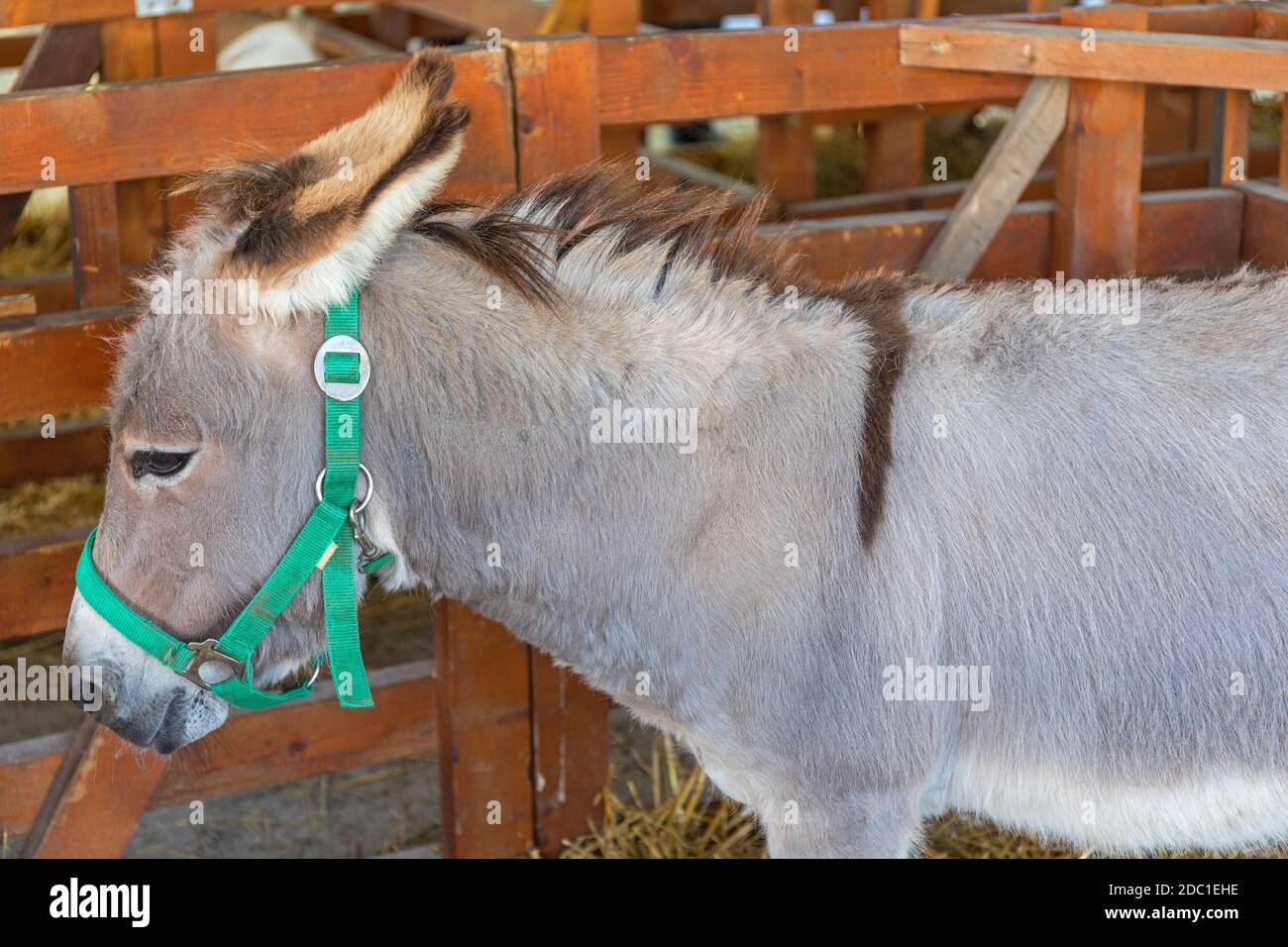 One Grey Donkey in Stables at Farm Stock Photo - Alamy