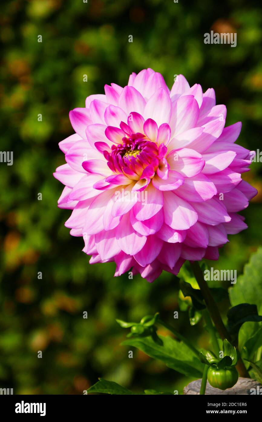 Alauna hi-res stock photography and images - Alamy