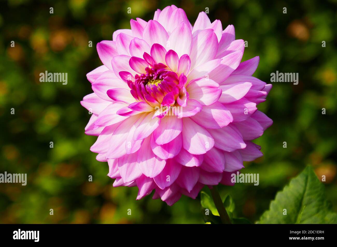 Alauna hi-res stock photography and images - Alamy