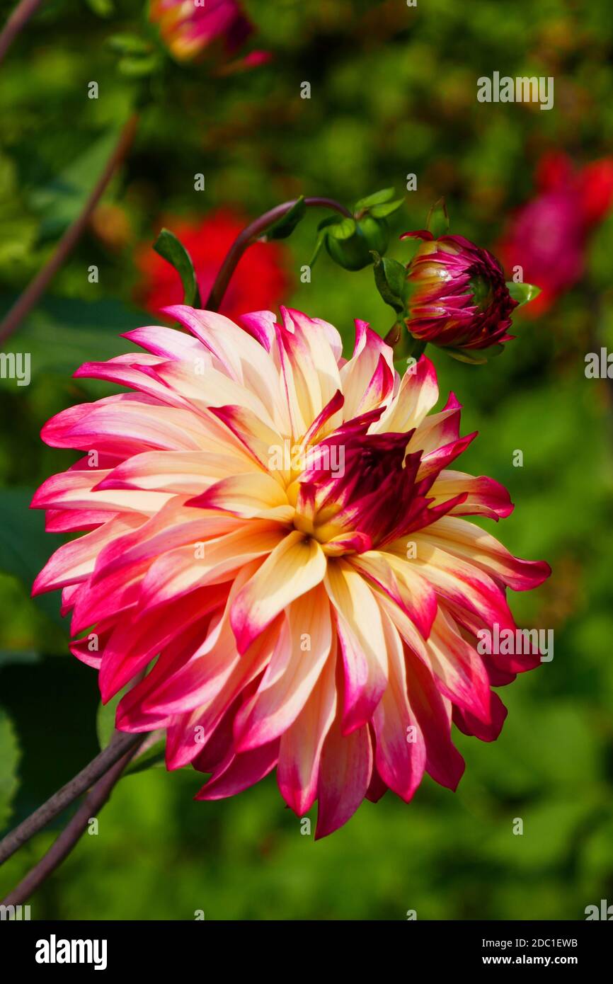 Laurin hi-res stock photography and images - Alamy