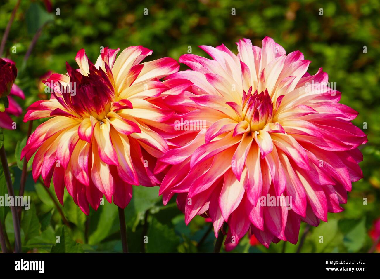 Pewa laurin dahlia hi-res stock photography and images - Alamy