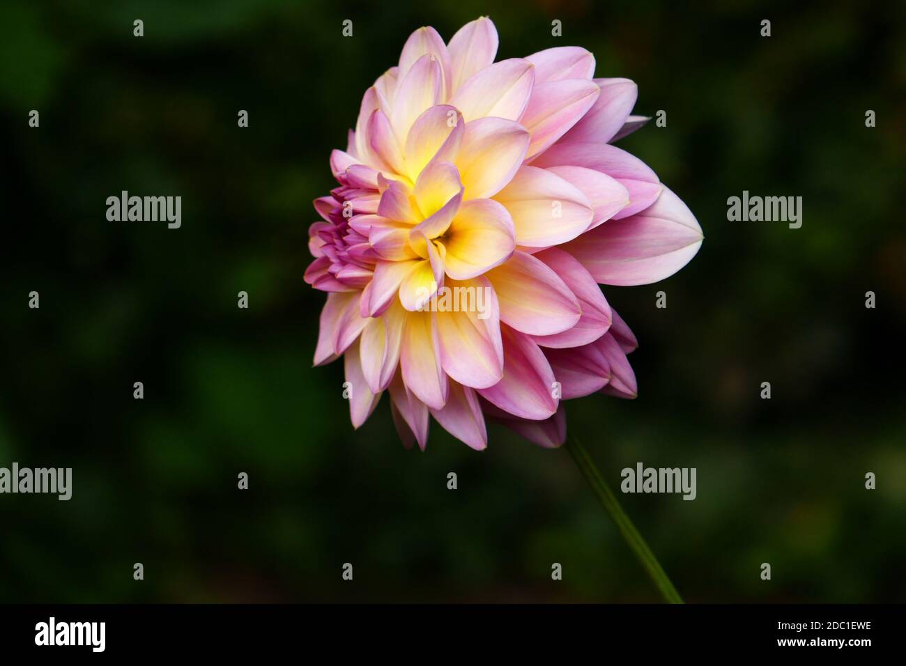 Calina dahlia hi-res stock photography and images - Alamy