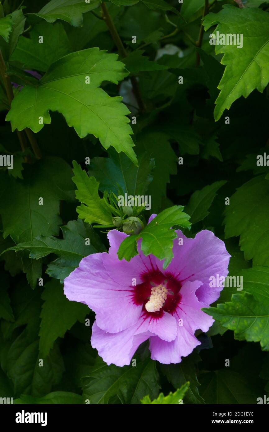 Hibiscus syriacus blue bird hi-res stock photography and images - Alamy