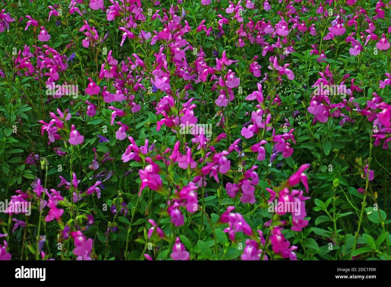 salvia sensation pink Stock Photo - Alamy