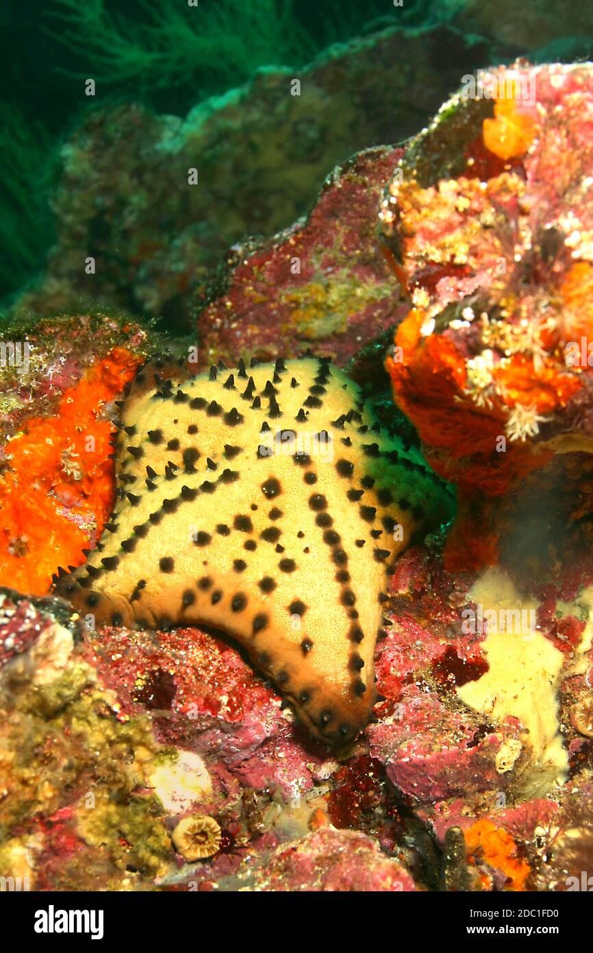 Starfish galapagos islands hi-res stock photography and images - Alamy