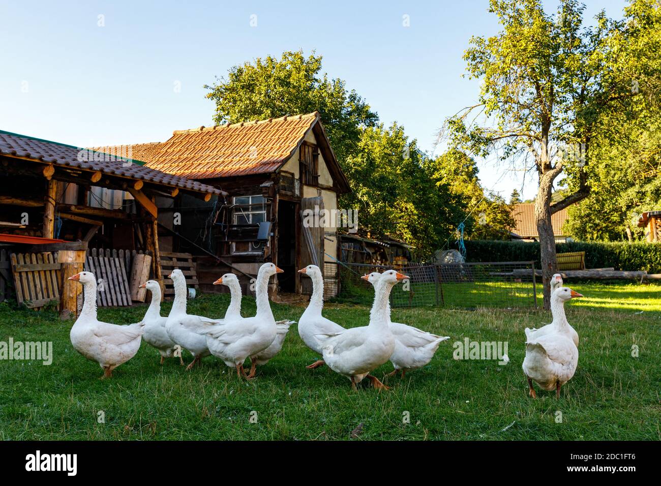 A flock of Geese on a farm Stock Photo - Alamy