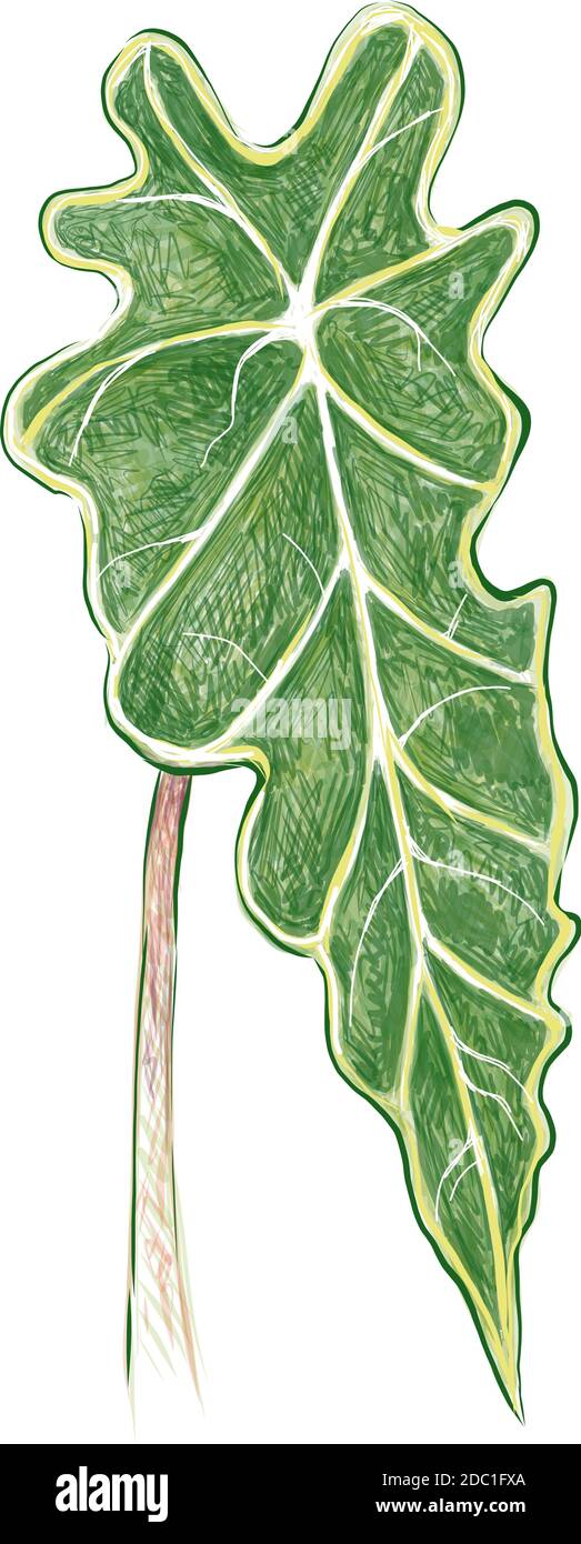 Golden pothos Stock Vector Images - Alamy
