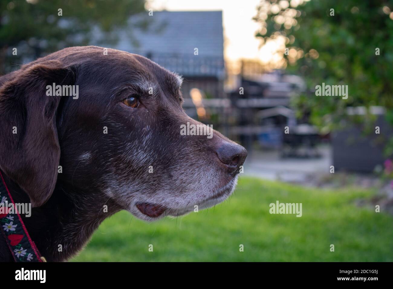 An Old Chocolate Lab Looking Off in the Distance in a Suburban Backyard ...