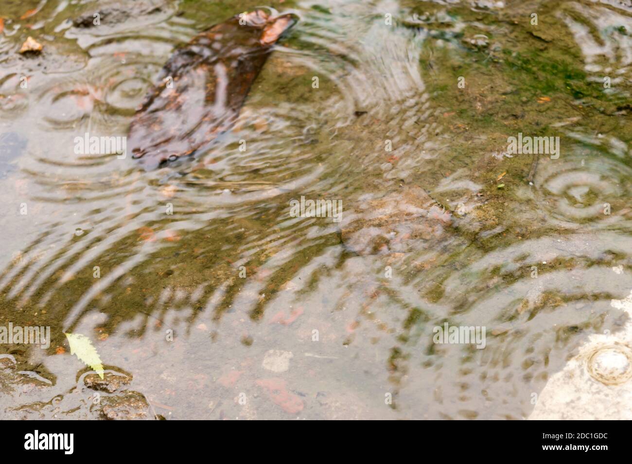 Rain drops in the water surface. Rain fall on the ground in rains ...