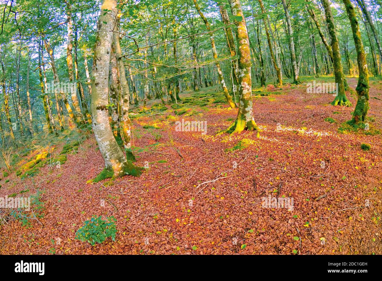 Forest Landscape, Valderejo Natural Park, Valdegovia, Alava, Basque ...