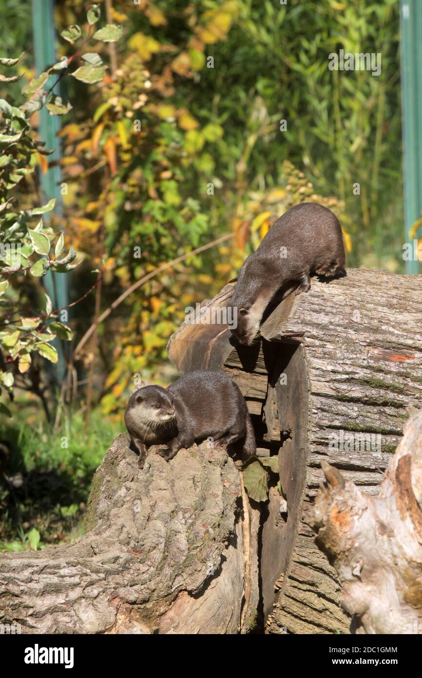 Chinese Dwarf Otter Stock Photo - Alamy