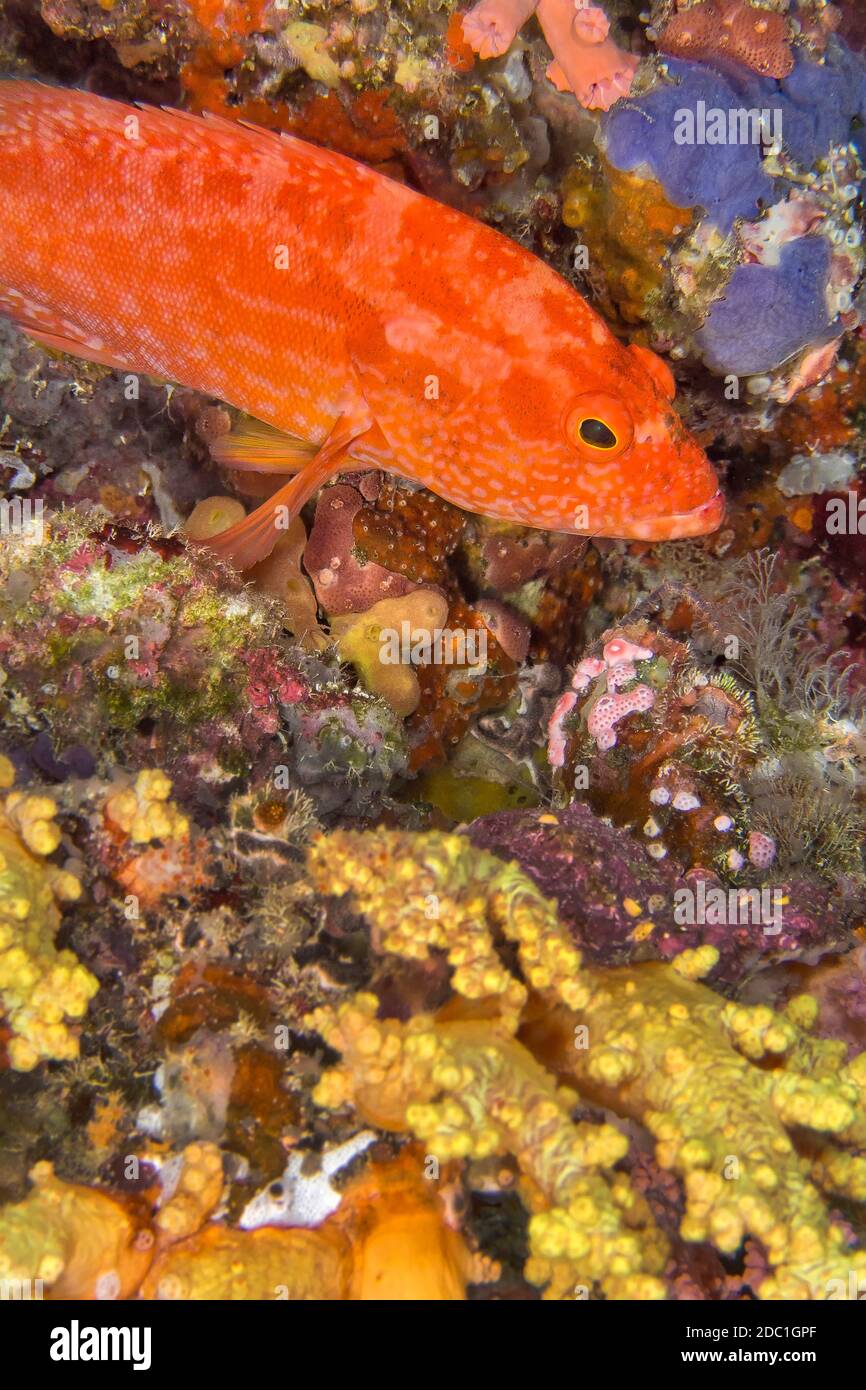 Orange Rock Cod, Cephalopholis spiloparae, Coral Reef, South Ari Atoll ...