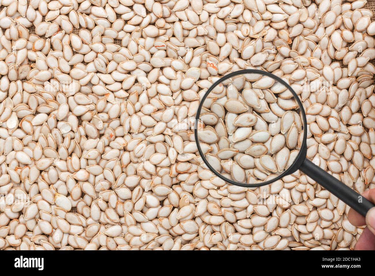 Man studies the pumpkin seeds through a magnifying glass, top view ...