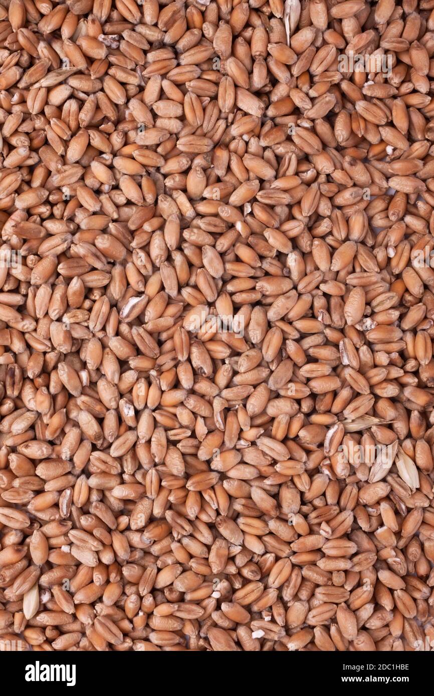 wheat texture, background Stock Photo - Alamy