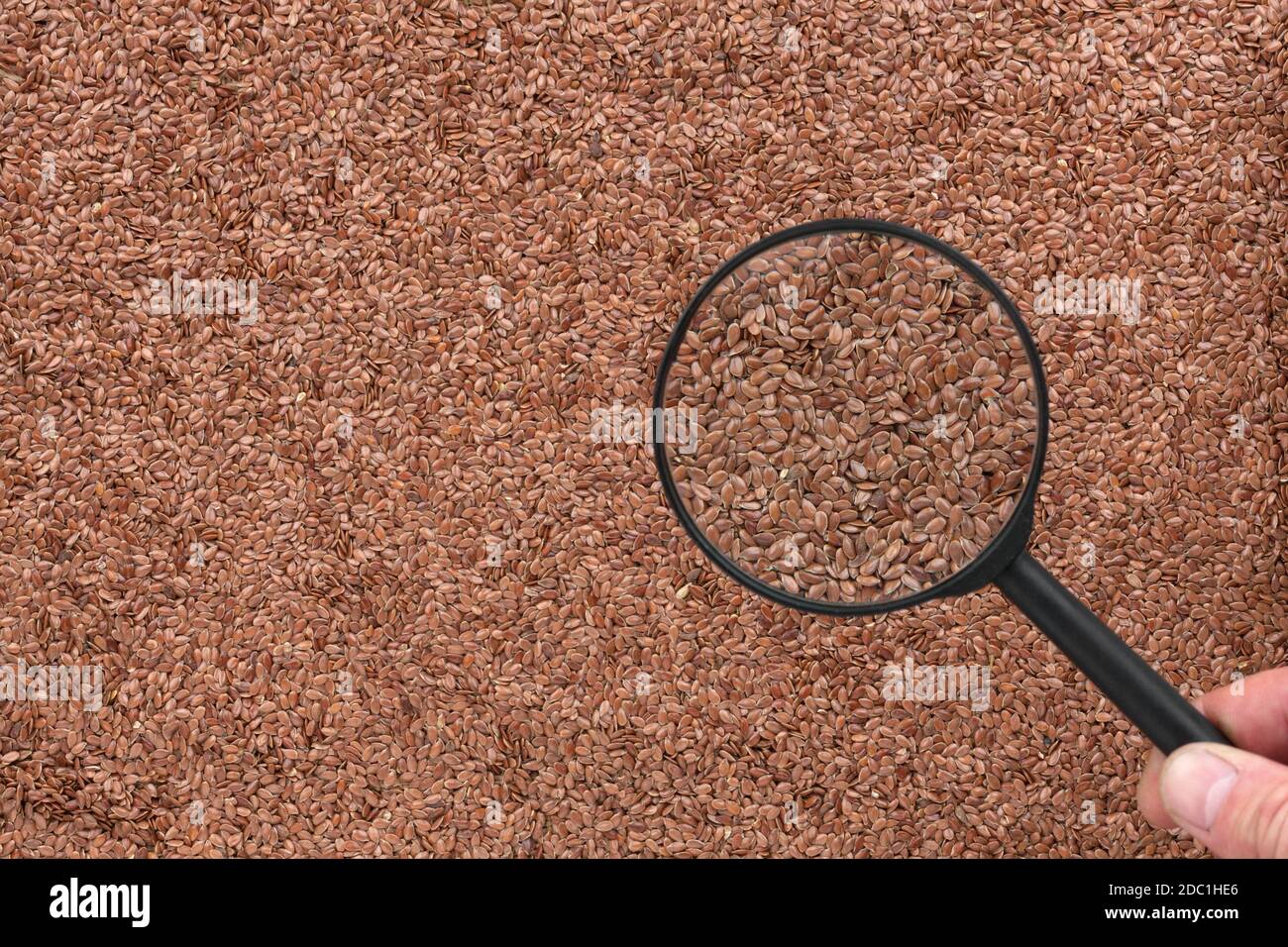 Man studies the flax seeds through a magnifying glass, top view Stock ...