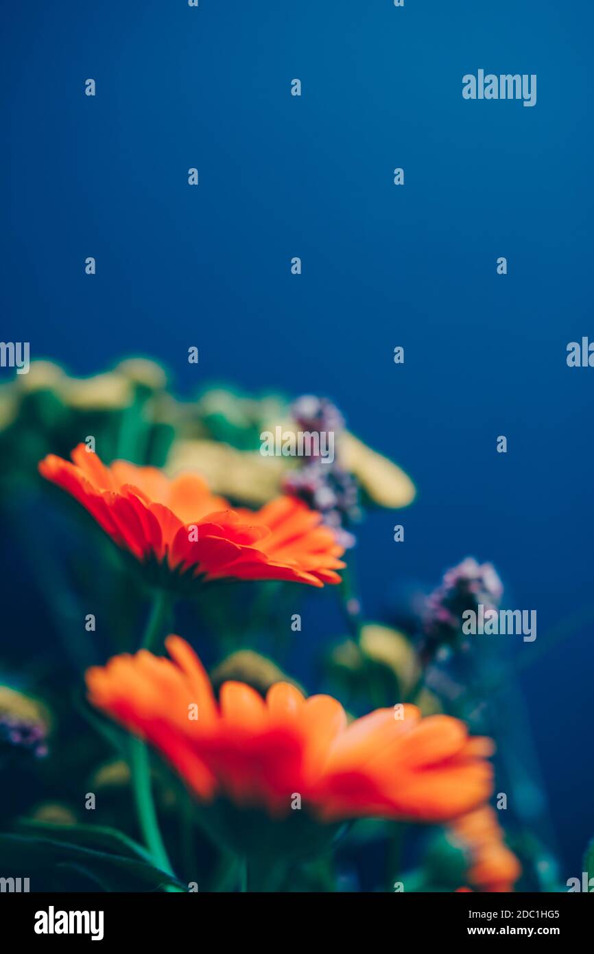 Colorful floral composition. Bouquet of multicolor flowers. Hight ...