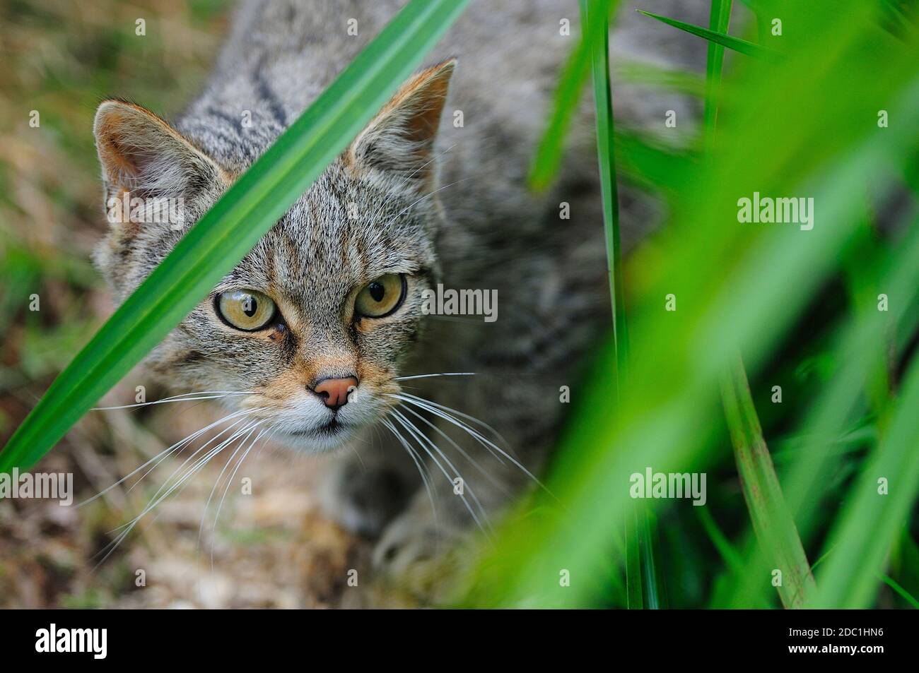 Wildcat hunting hi-res stock photography and images - Alamy
