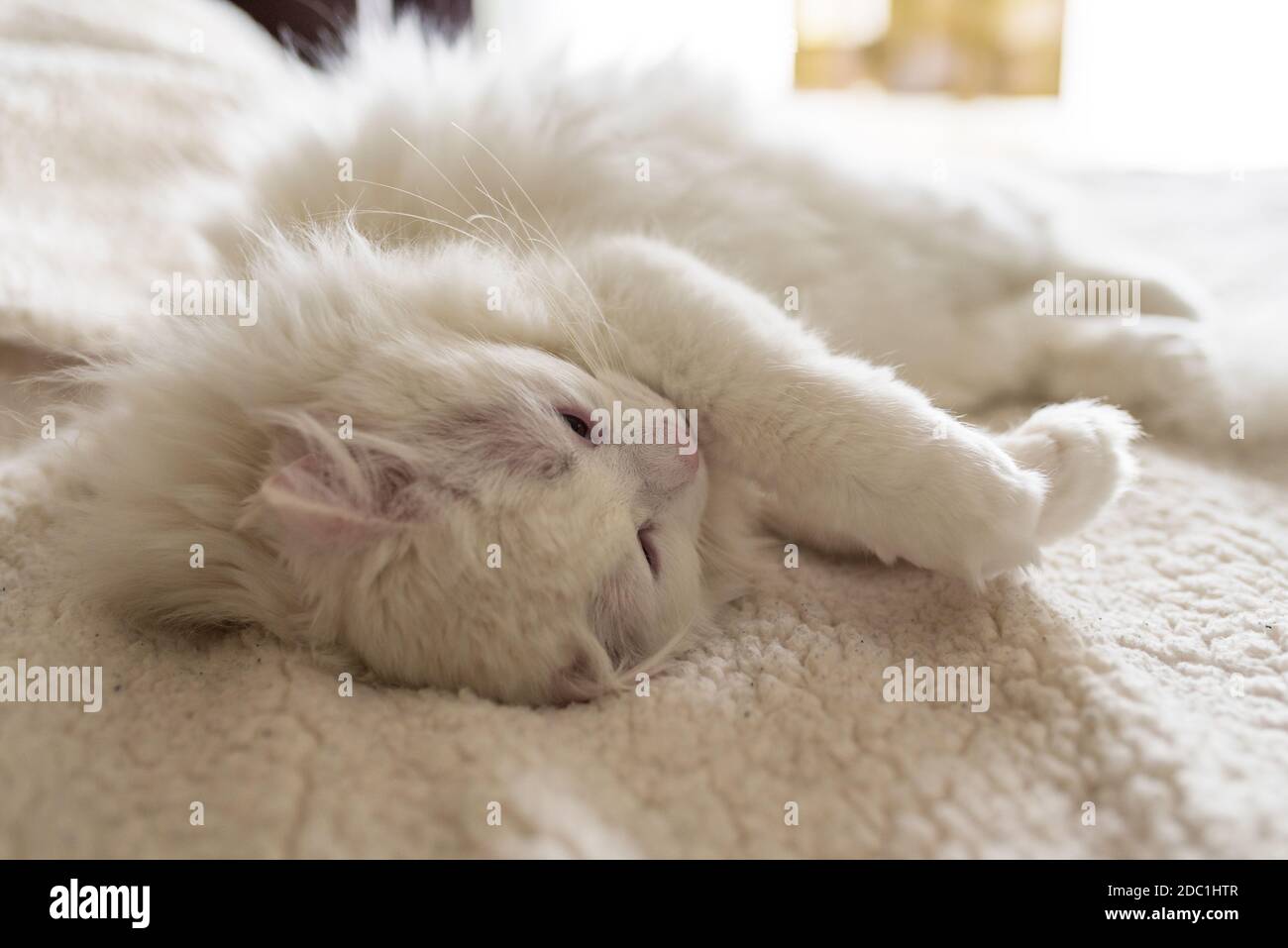 Pretty white cat sleep on a white bed Stock Photo - Alamy