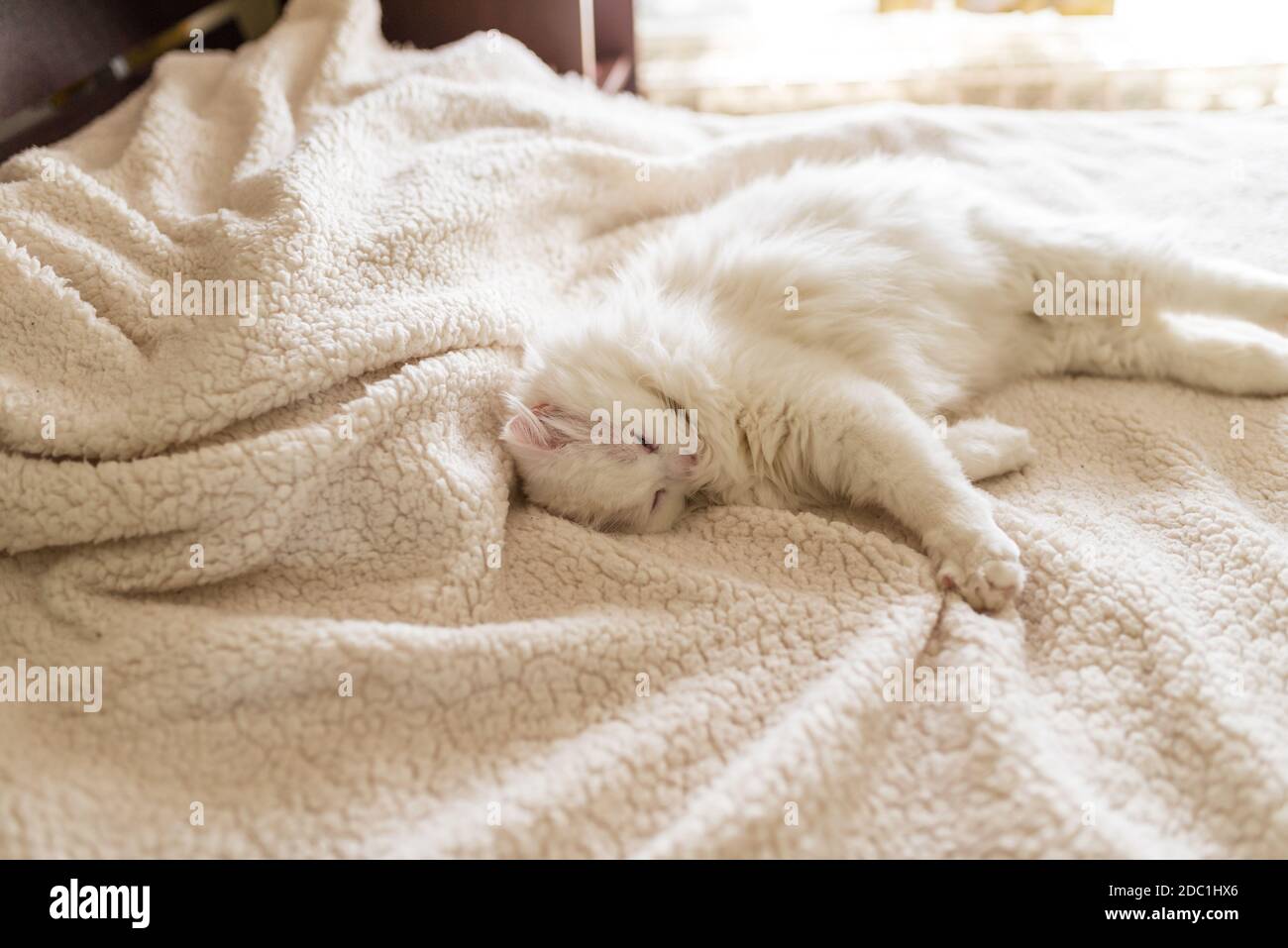 Pretty white cat sleep on a white bed Stock Photo - Alamy