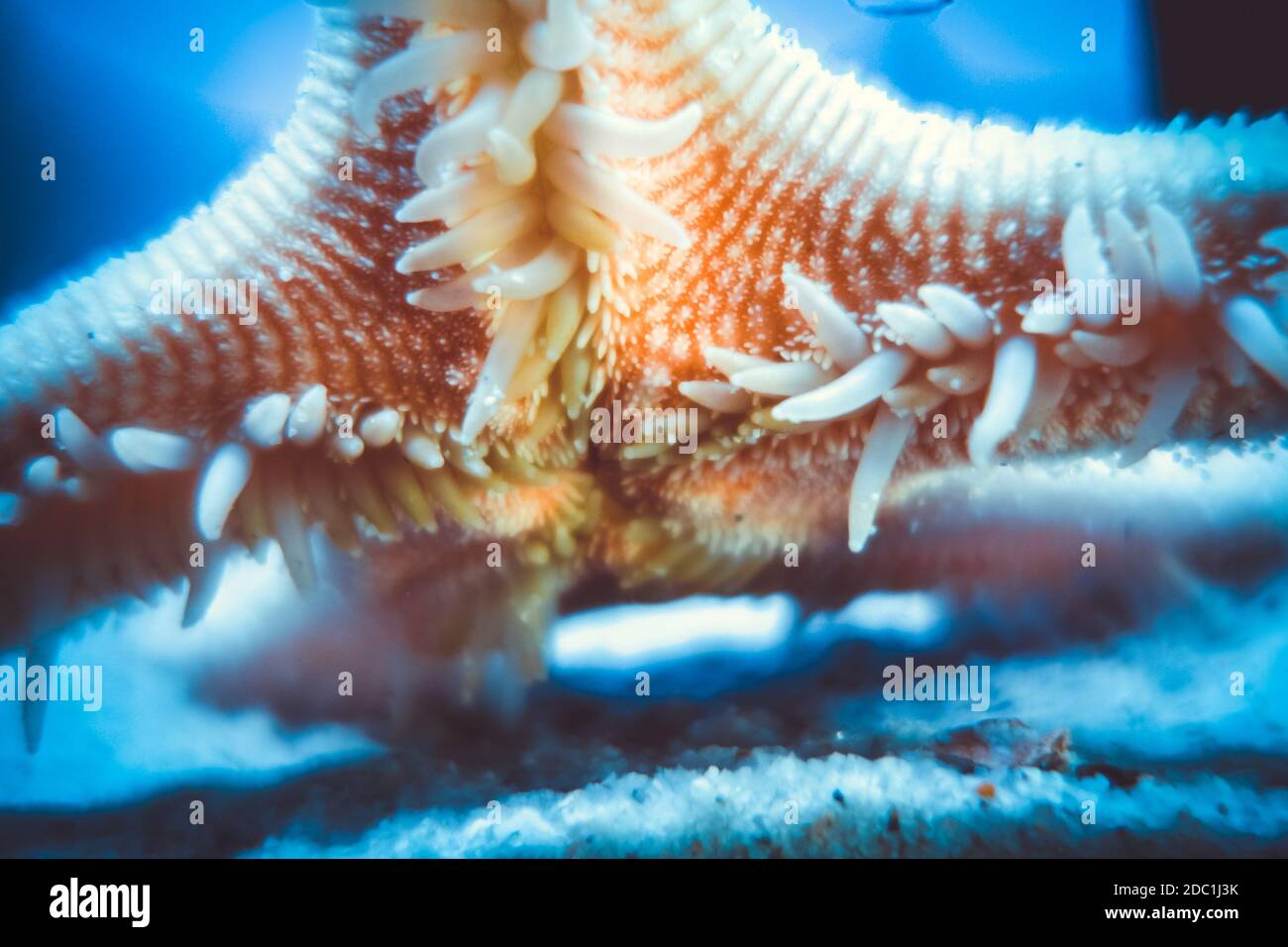 Starfish underwater close-up view. Macro photography Stock Photo - Alamy