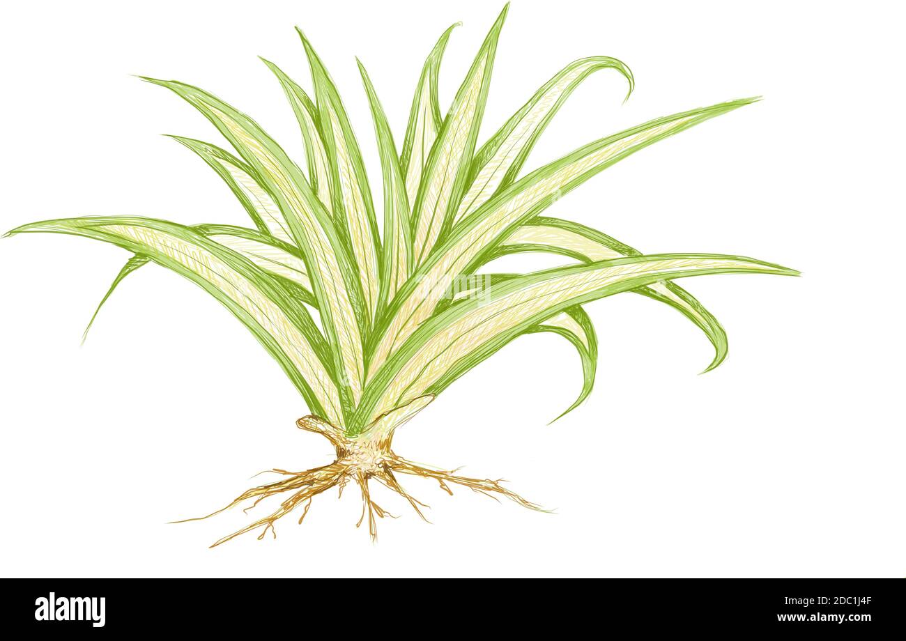 Pandanus veitchii Stock Vector Images - Alamy